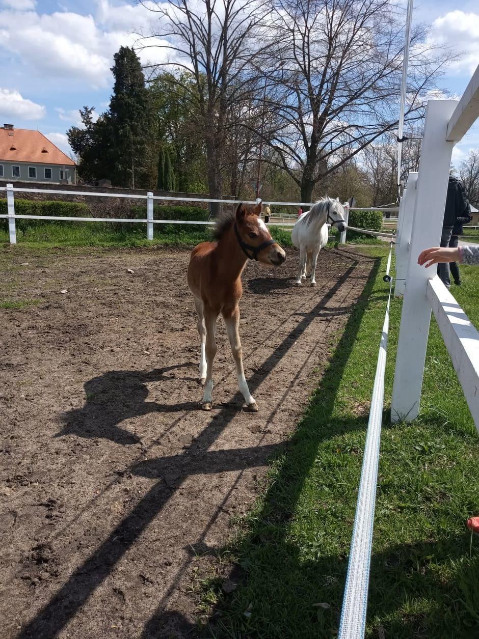 Národní Hřebčín Kladruby nad Labem - tip na výlet u místa "Kladruby nad ...