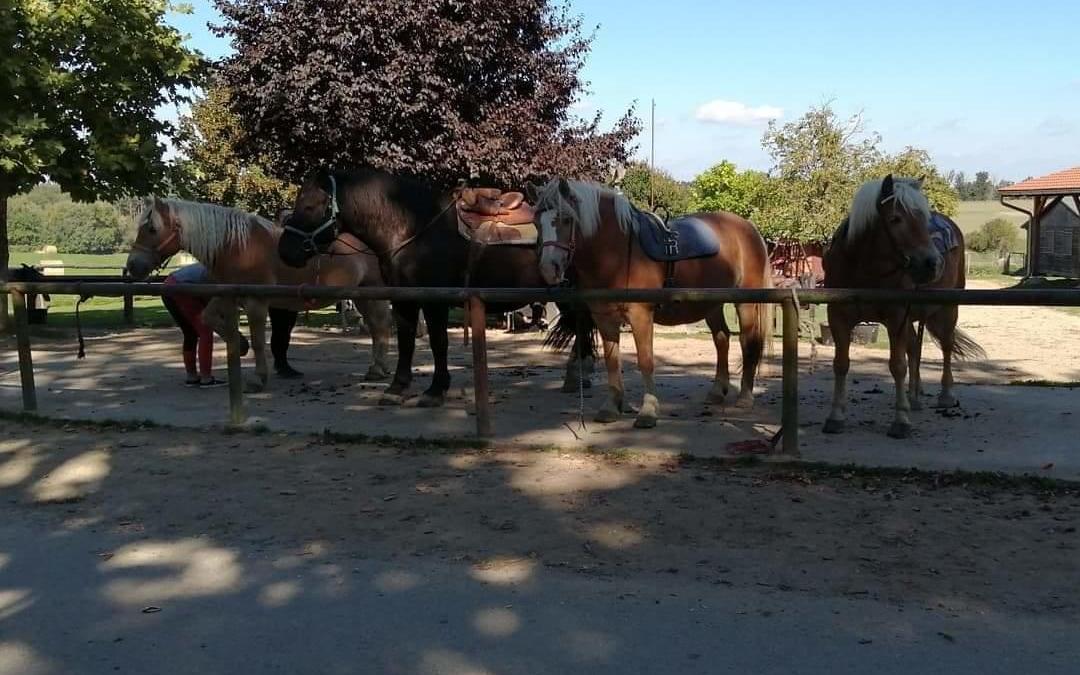 Vyjížďka na koních - tip na výlet u místa "Ražice" | eMimino.cz