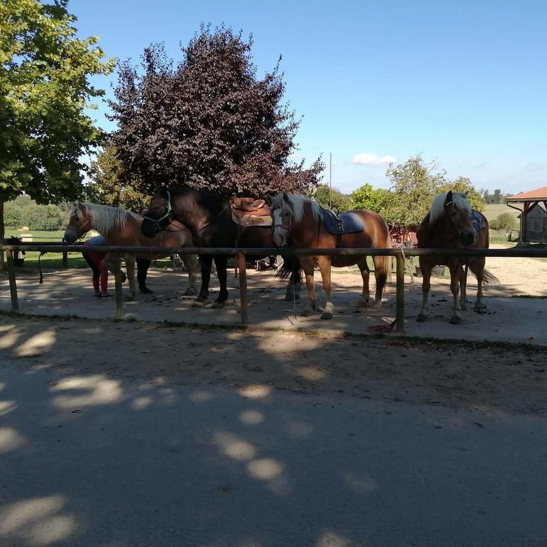 Vyjížďka na koních - tip na výlet u místa "Ražice" | eMimino.cz