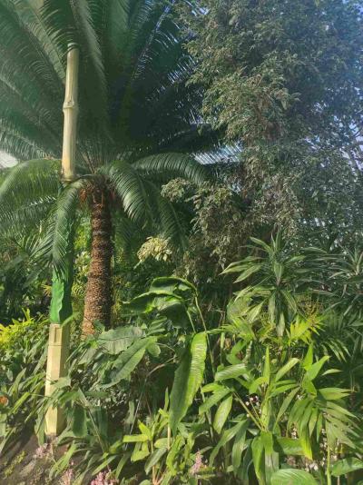 Zámecký palmový skleník Lednice - tip na výlet u místa "Lednice ...