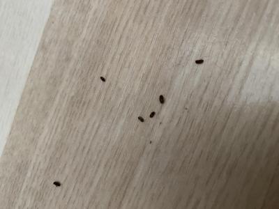 Broučci v bytě - co to je? - Diskuze - eMimino.cz