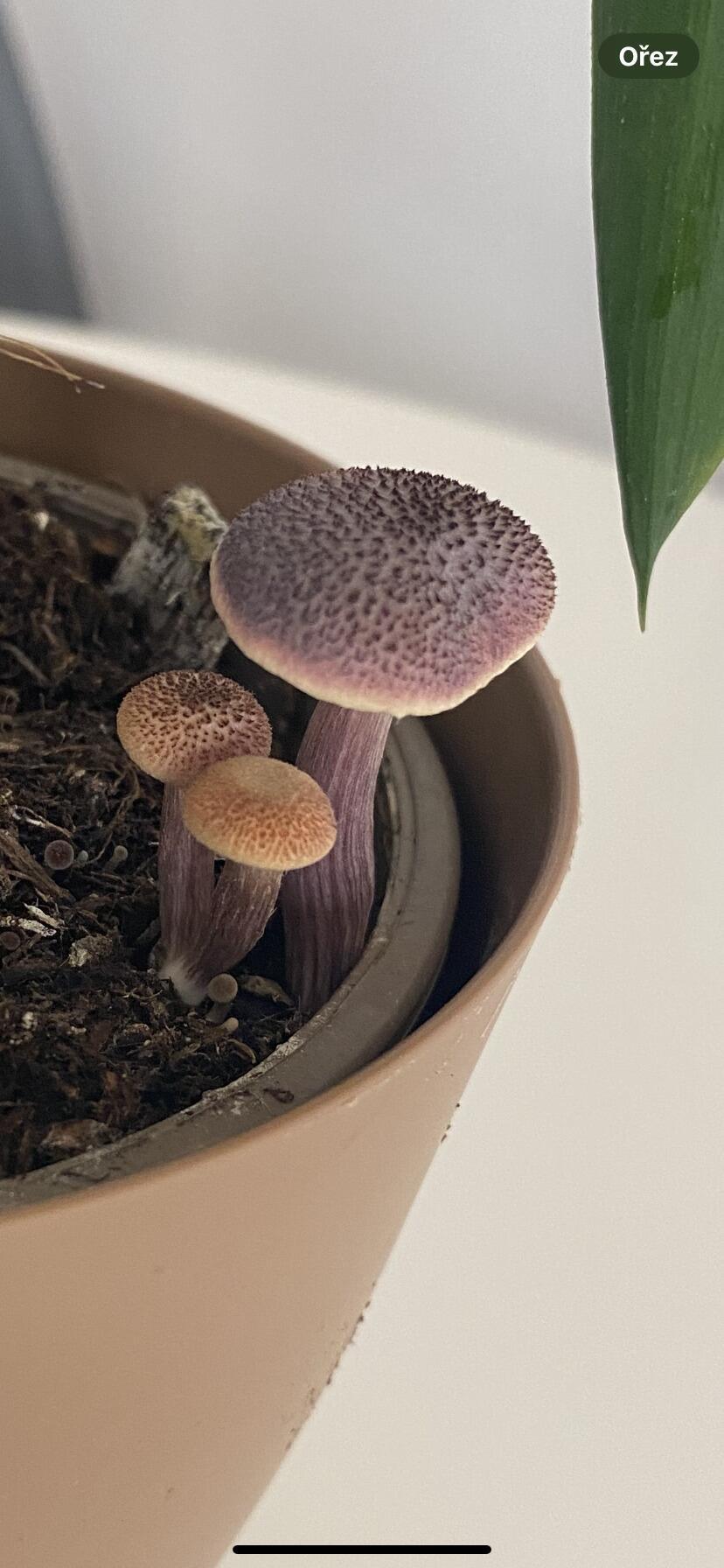 eMimino.cz - Detail fotky