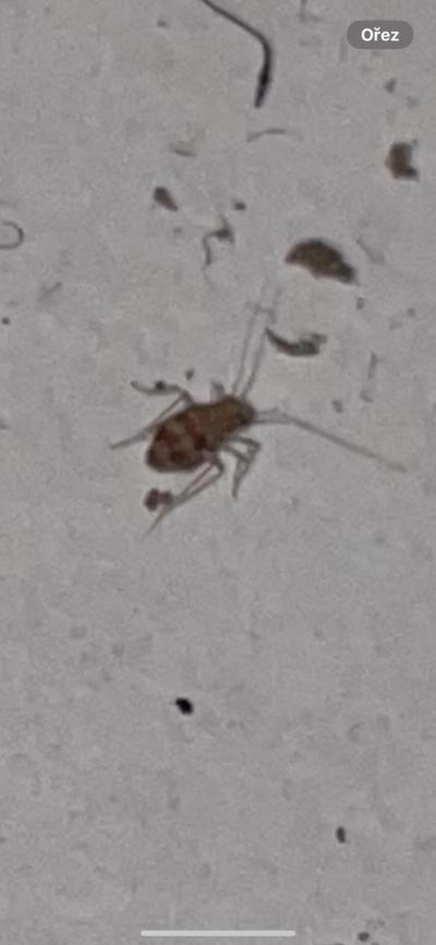 Broučci v bytě - co to je? - Diskuze - eMimino.cz